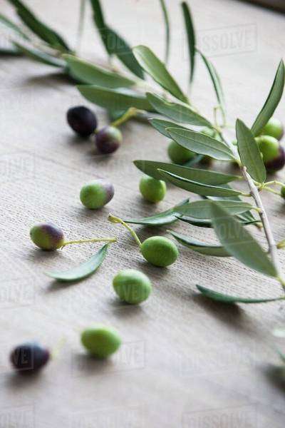Fresh olives with an olive sprig - Royalty-free Stock Photo | Dissolve