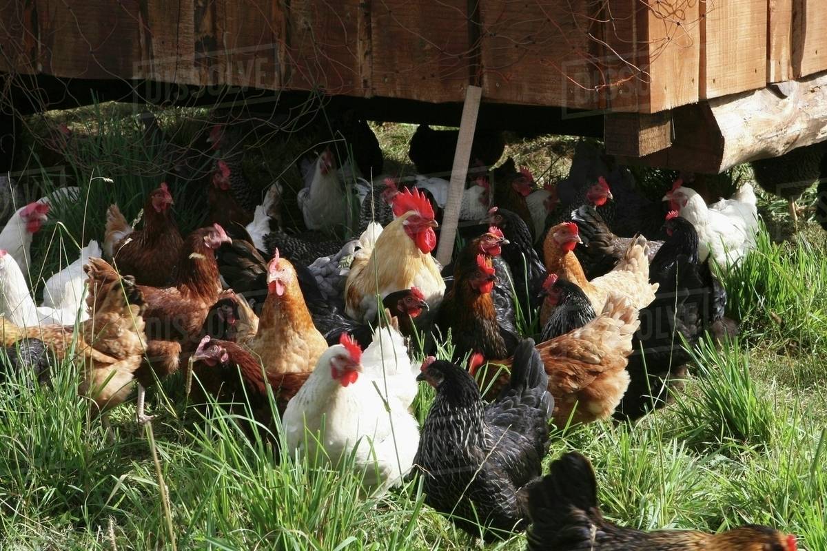 Various different coloured chickens outdoors in front of a chicken ...