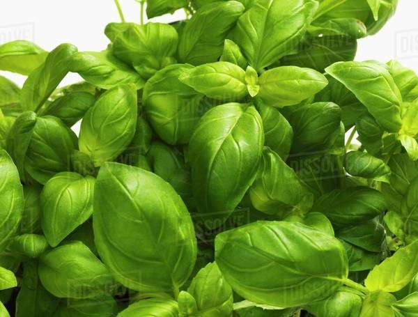 Fresh basil - Stock Photo - Dissolve