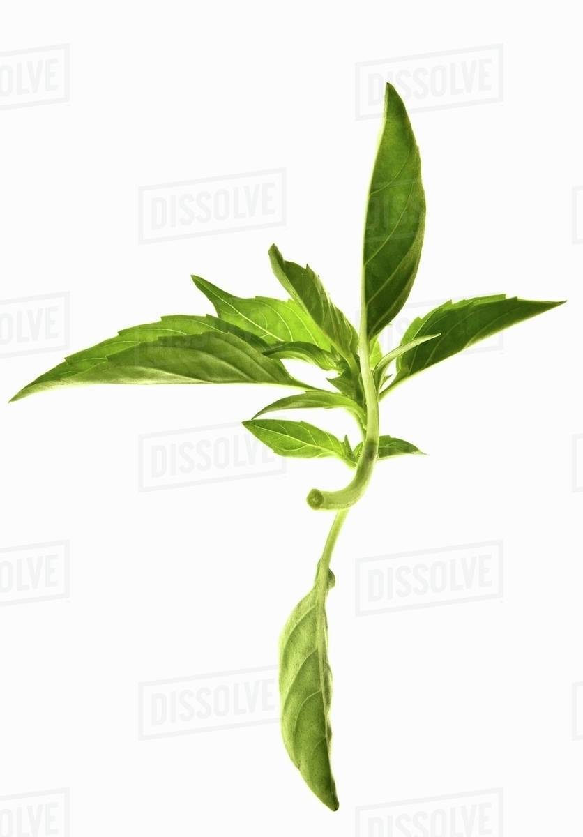 Sprig of basil - Royalty-free Stock Photo | Dissolve