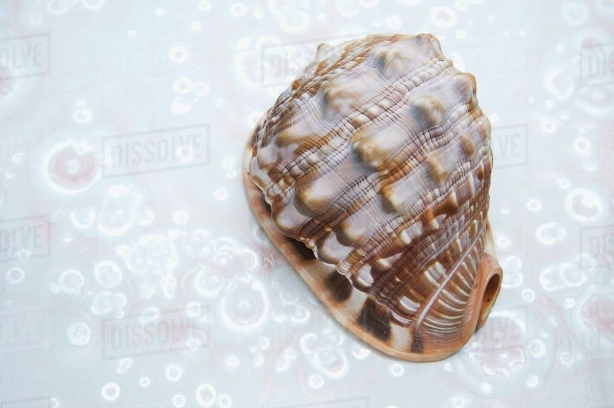 An empty shell - Royalty-free Stock Photo | Dissolve