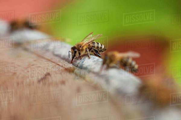 Two honey bees - Royalty-free Stock Photo | Dissolve