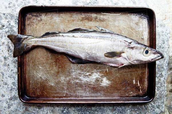 Freshly caught Cornish pollock on a baking tray - Royalty-free Stock ...