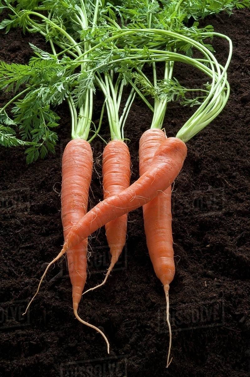 Four carrots on the ground - Royalty-free Stock Photo | Dissolve