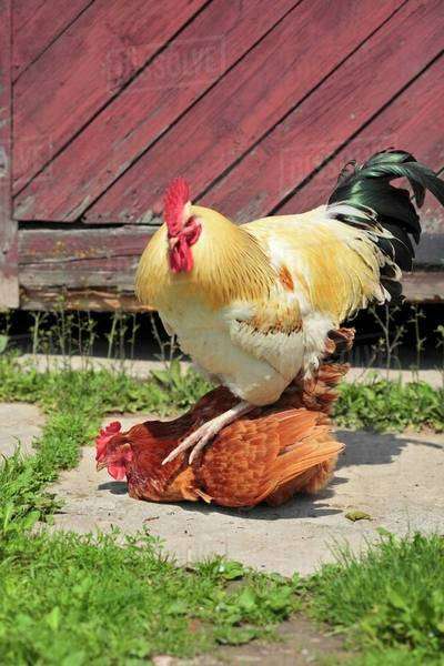A cockerel and a hen at a farm - Royalty-free Stock Photo | Dissolve