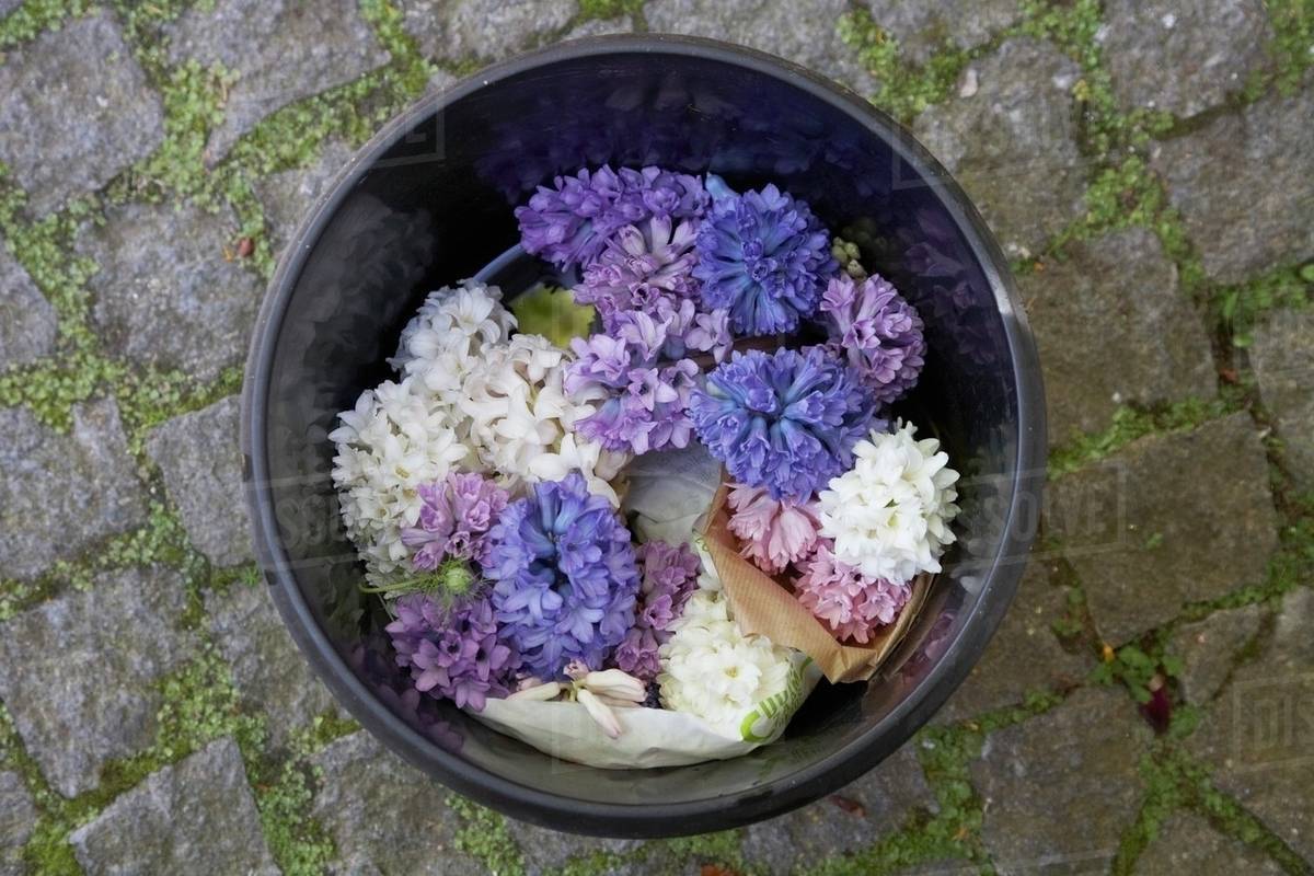 Various different coloured hyacinths in a black plastic bucket on ...