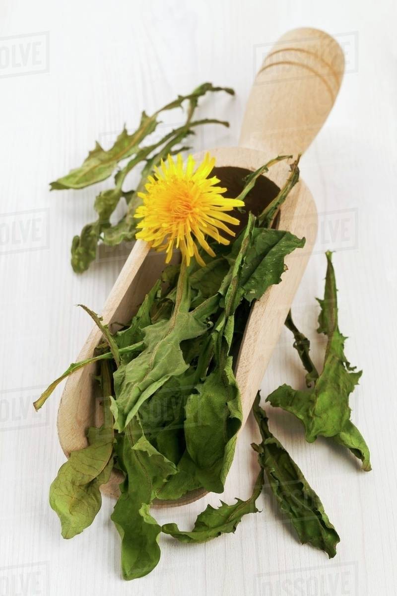 Whole, dried dandelion leaves in a wooden scoop for making dandelion ...