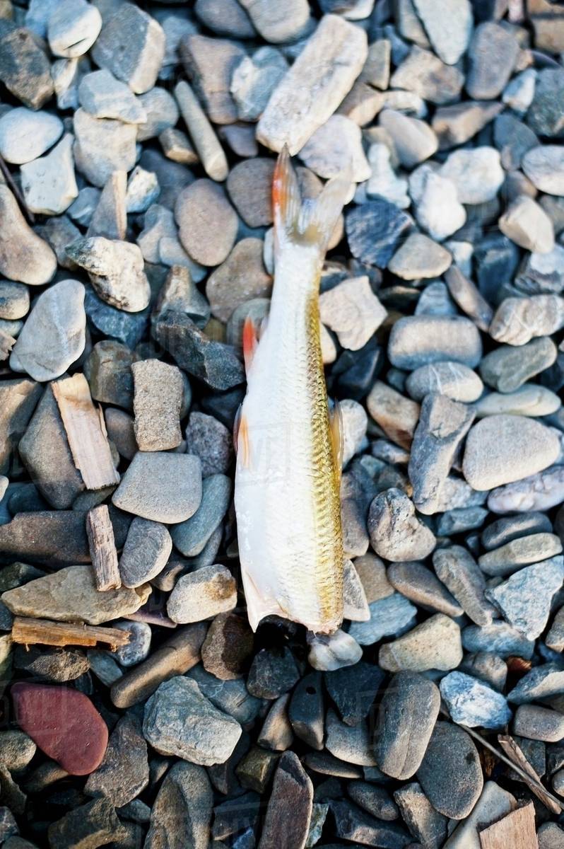 A headless fish on gravel (seen from above) - Royalty-free Stock Photo ...
