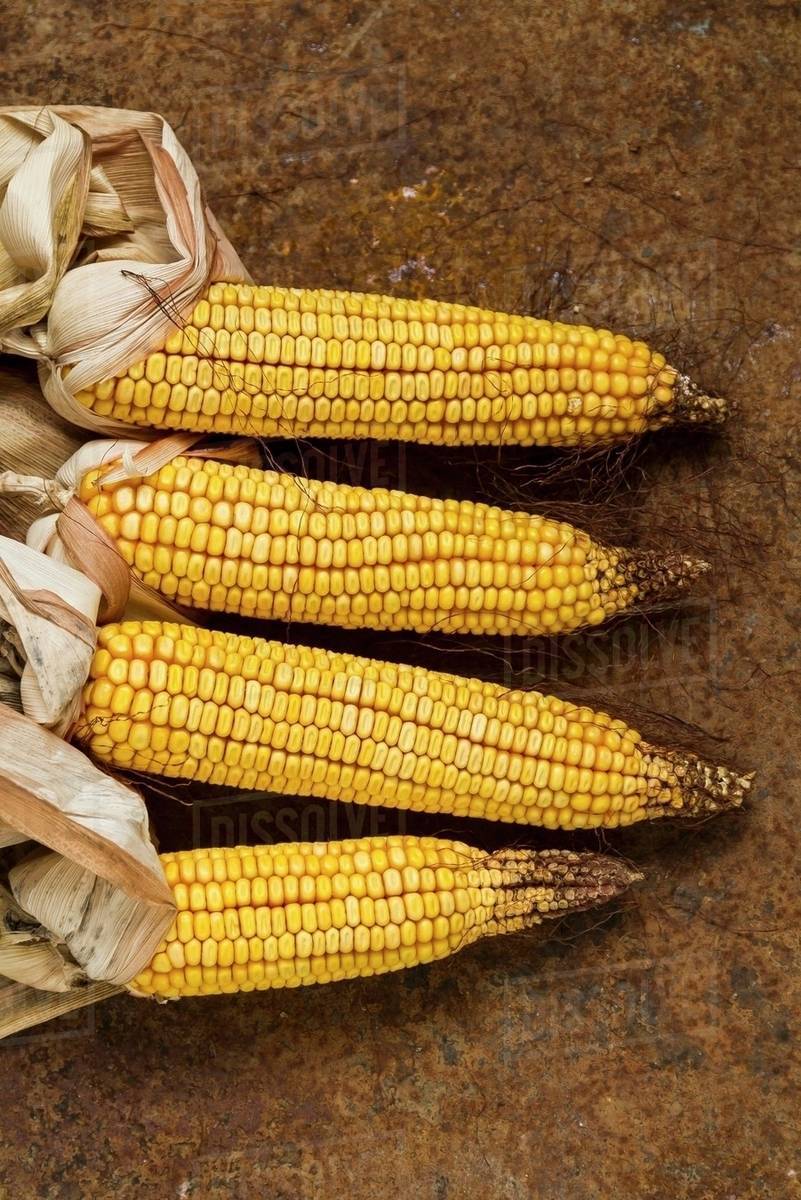 Four corn cobs on a rusty metal surface - Royalty-free Stock Photo ...
