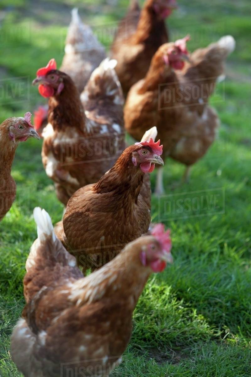 A hen in the field - Royalty-free Stock Photo | Dissolve