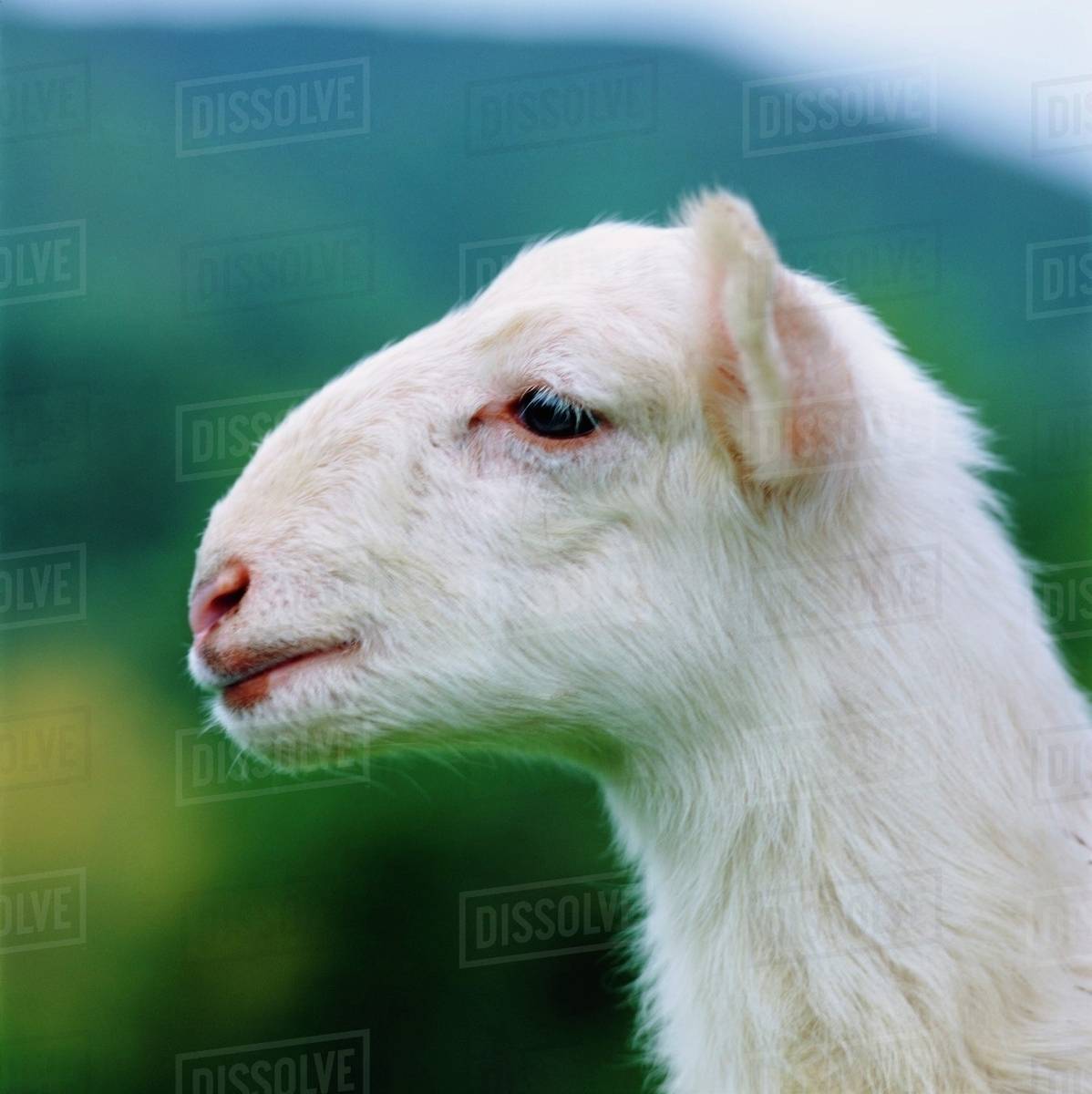 A lamb's head - Royalty-free Stock Photo | Dissolve