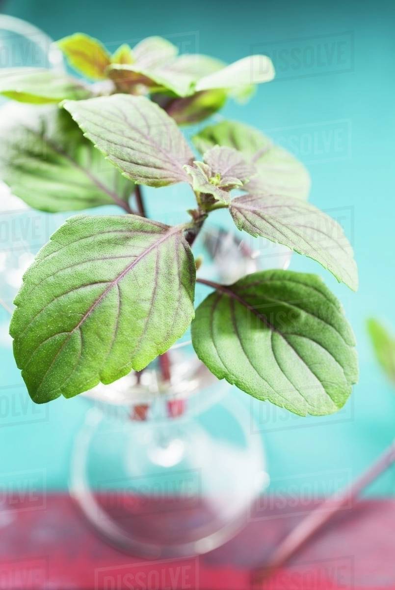 Magic Blue basil in a glass of water - Royalty-free Stock Photo | Dissolve