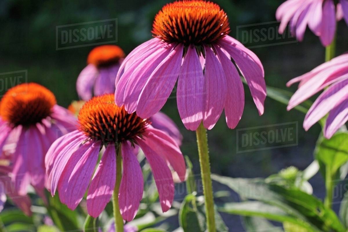 Echinacea Flowers Growing Outdoors - Royalty-free Stock Photo | Dissolve