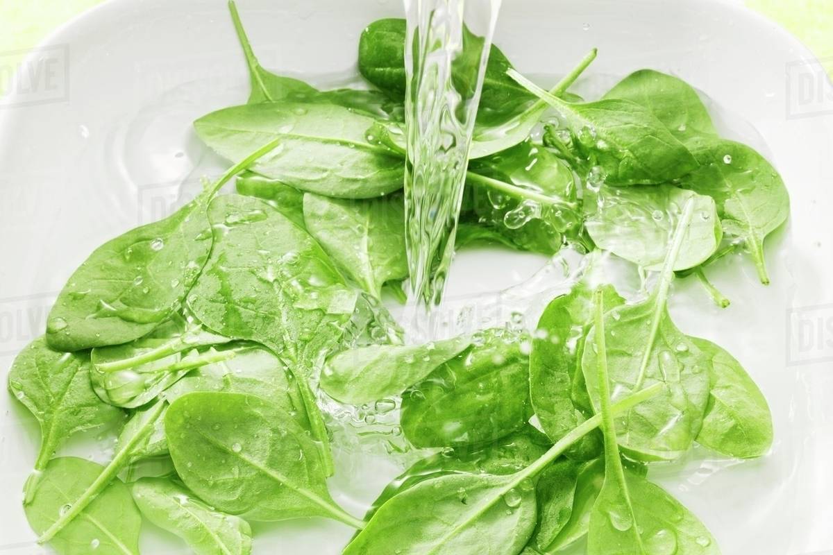 Spinach in water - Stock Photo - Dissolve