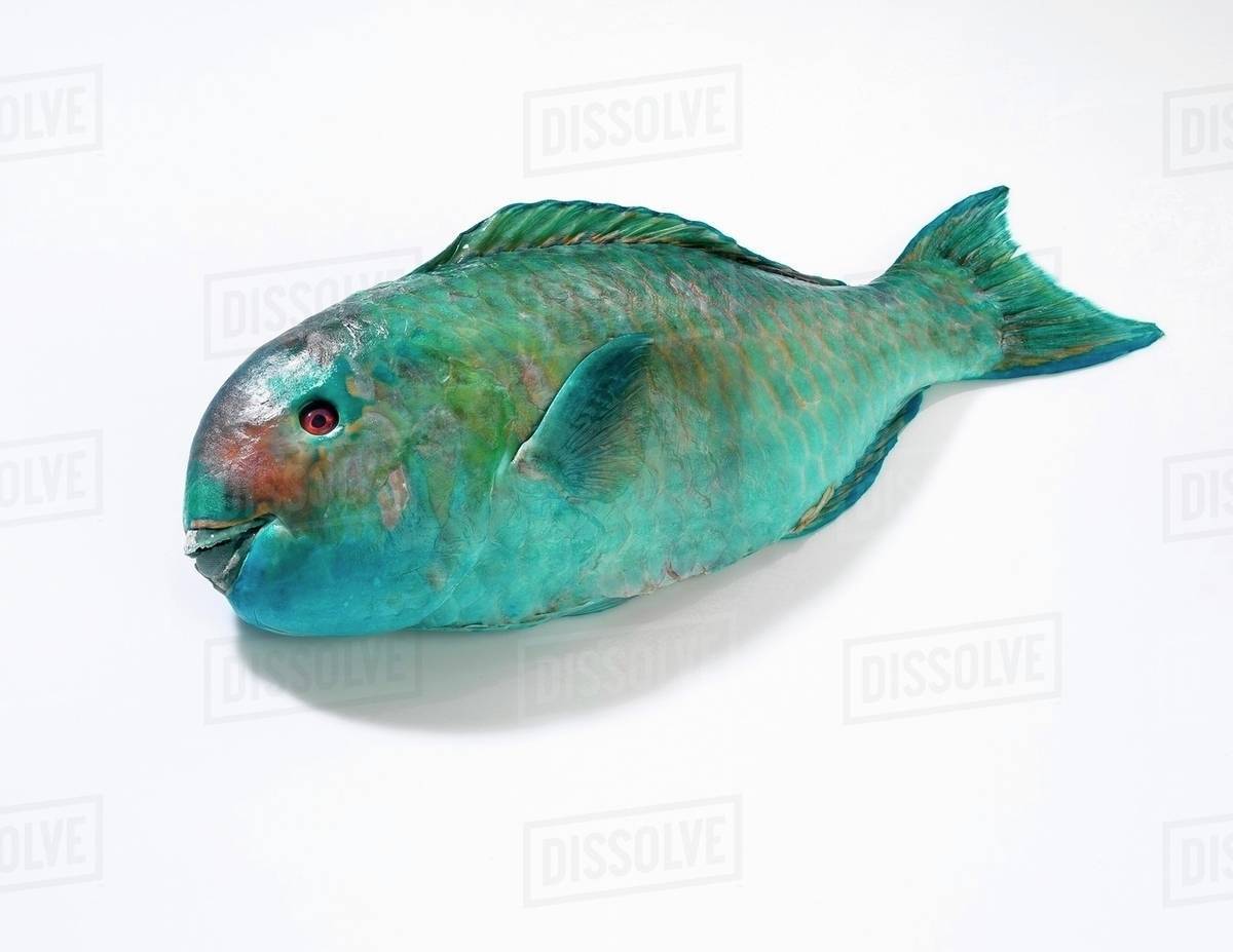 A parrot fish - Royalty-free Stock Photo | Dissolve