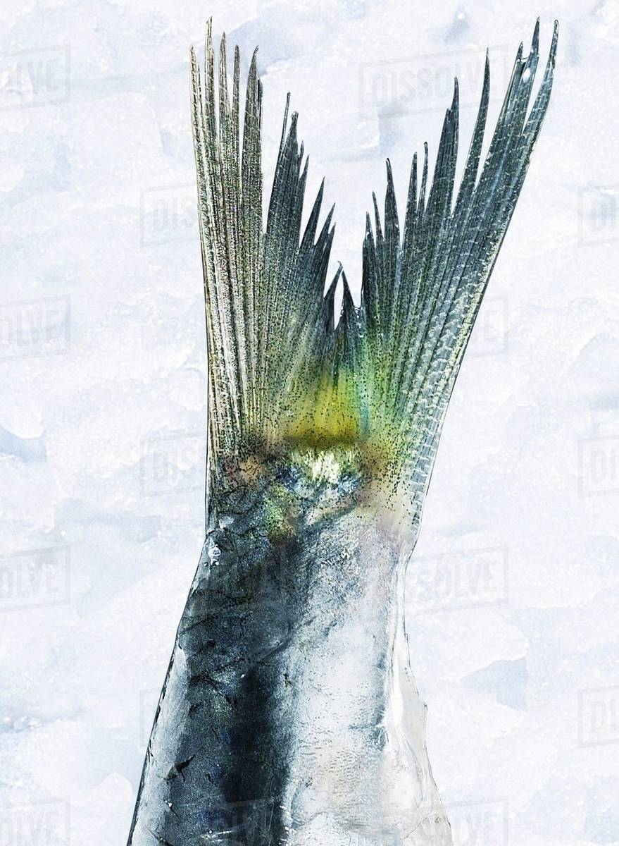 Sardine tail fin (close up) - Royalty-free Stock Photo | Dissolve