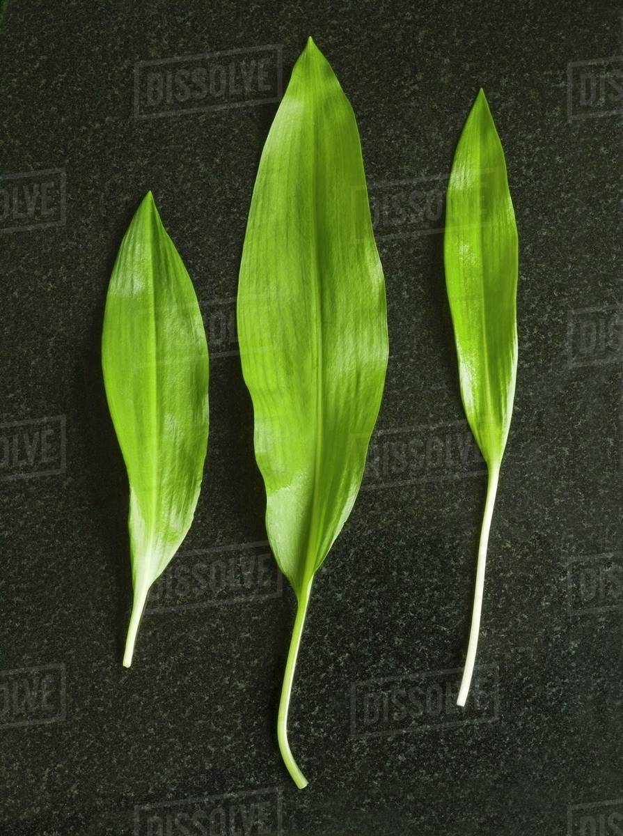 Three fresh ramsons (wild garlic) leaves - Royalty-free Stock Photo ...