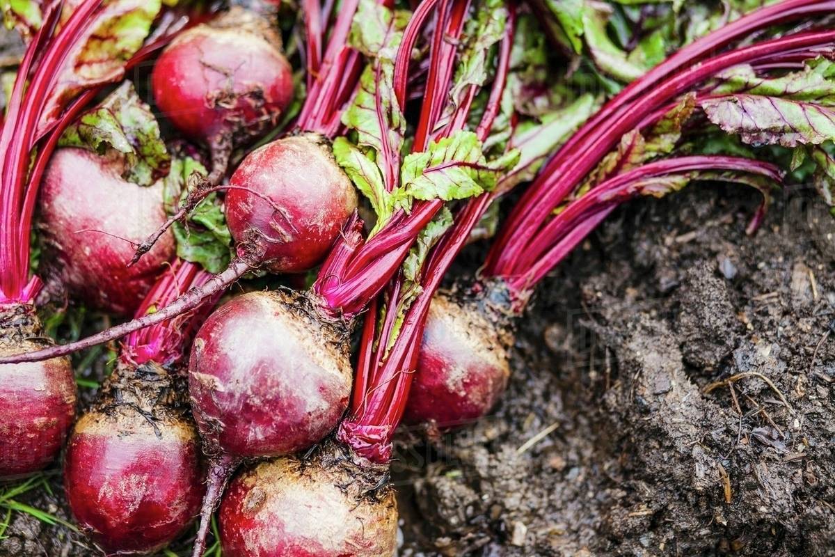Beetroot on wet soil - Royalty-free Stock Photo | Dissolve