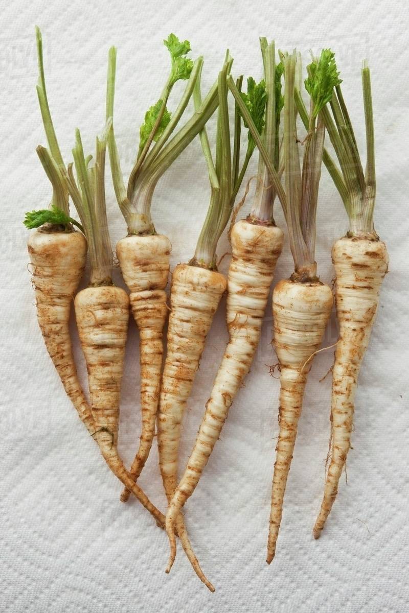 Seven parsnips - Royalty-free Stock Photo | Dissolve