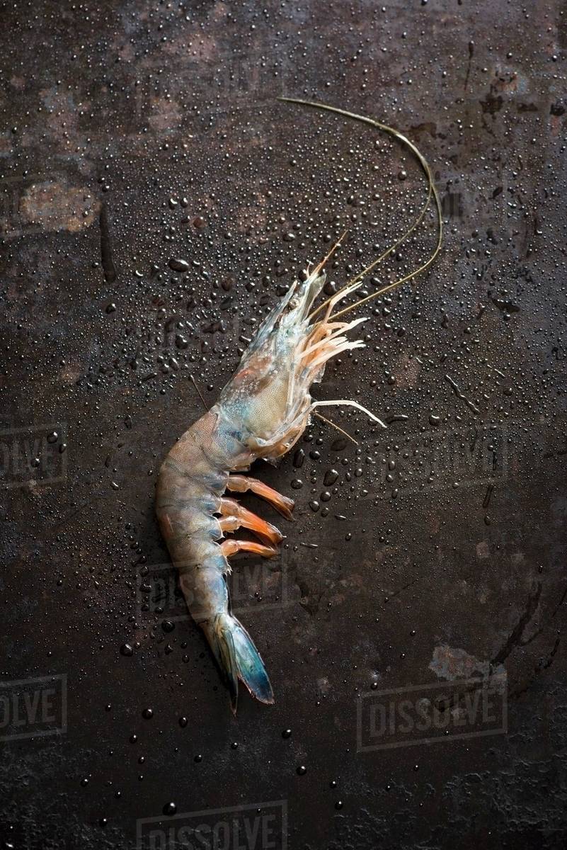 A blue prawn - Royalty-free Stock Photo | Dissolve