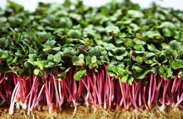 Fresh cress - Royalty-free Stock Photo | Dissolve