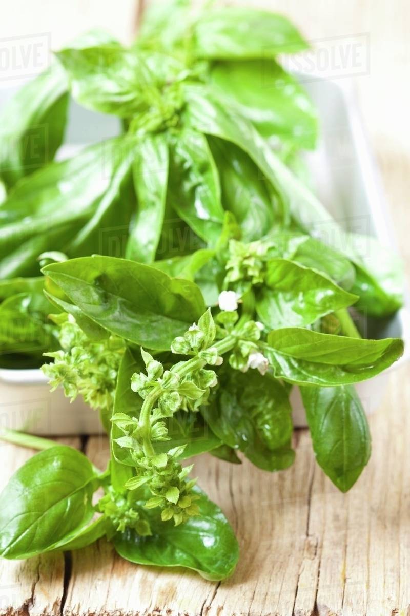 Fresh basil with flowers - Royalty-free Stock Photo | Dissolve