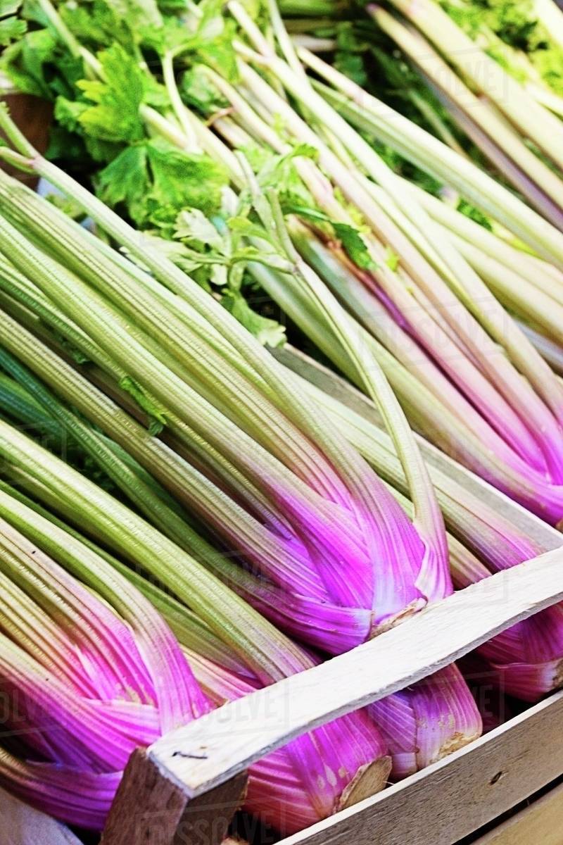 Pink celery in a crate at a market - Royalty-free Stock Photo | Dissolve