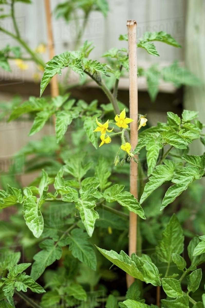Tomato plants flowering in the garden - Stock Photo - Dissolve