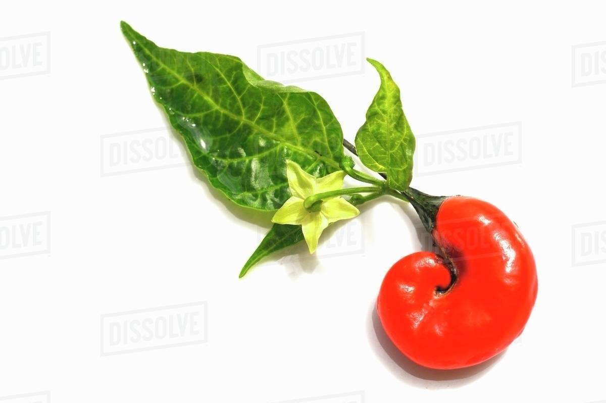 A chilli pepper with flowers and leaves (Thailand) - Stock Photo - Dissolve