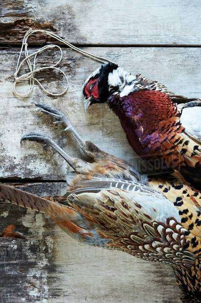 Pair of Dead Pheasants - Royalty-free Stock Photo | Dissolve