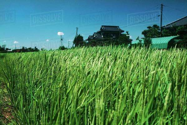 Japan - rice farming - general - Stock Photo - Dissolve