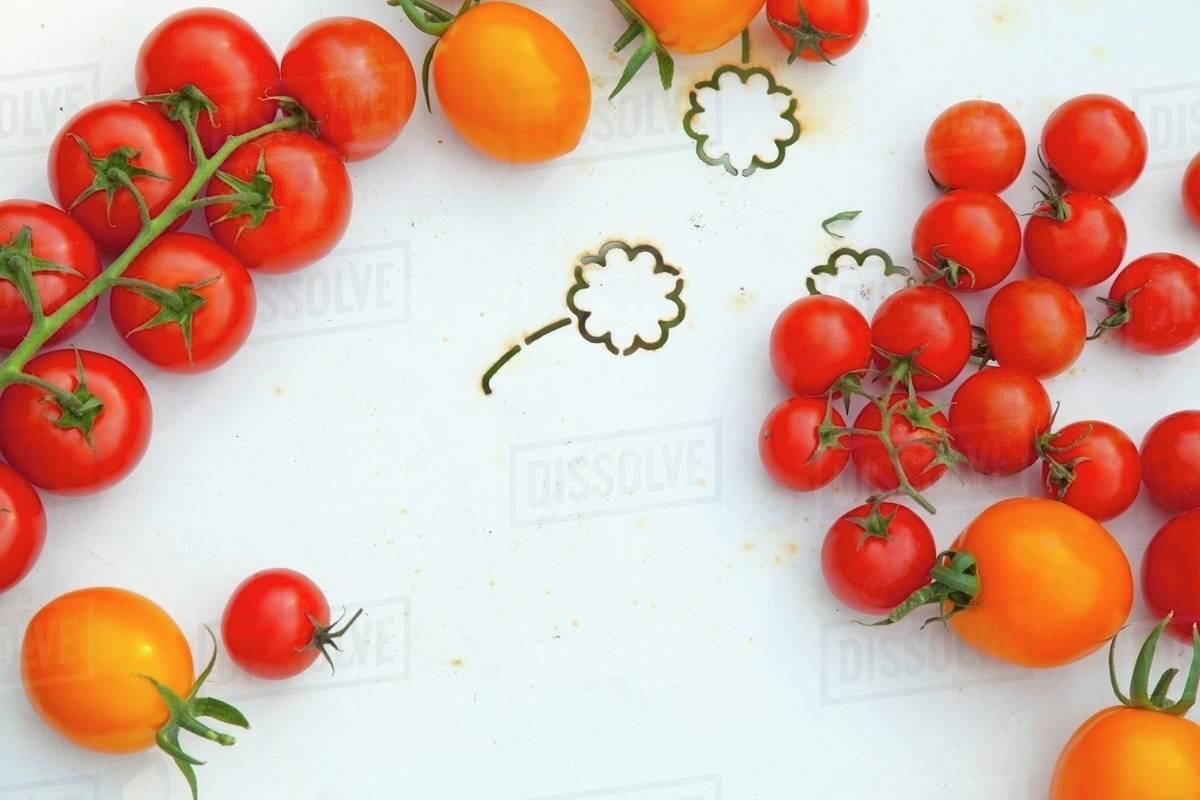 Assorted yellow and red tomatoes - Stock Photo - Dissolve
