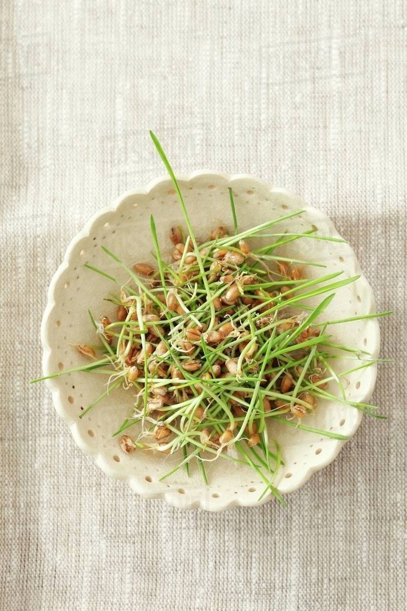 Sprouting grains of wheat - Stock Photo - Dissolve