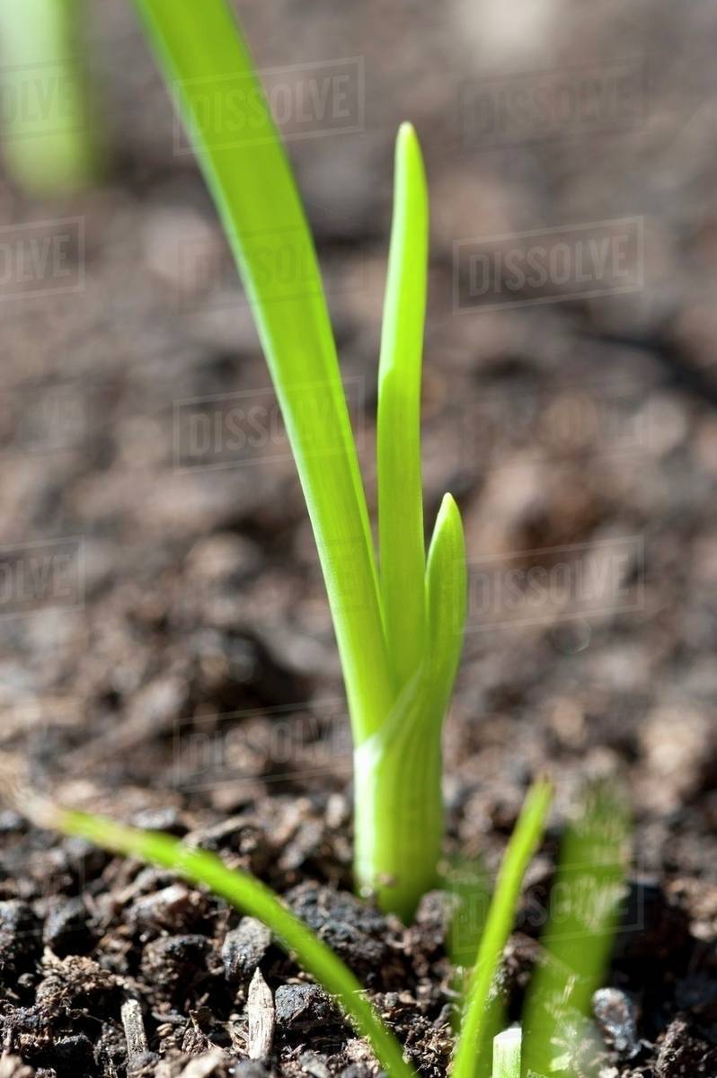 A sprouting spring onion in the soil - Royalty-free Stock Photo | Dissolve