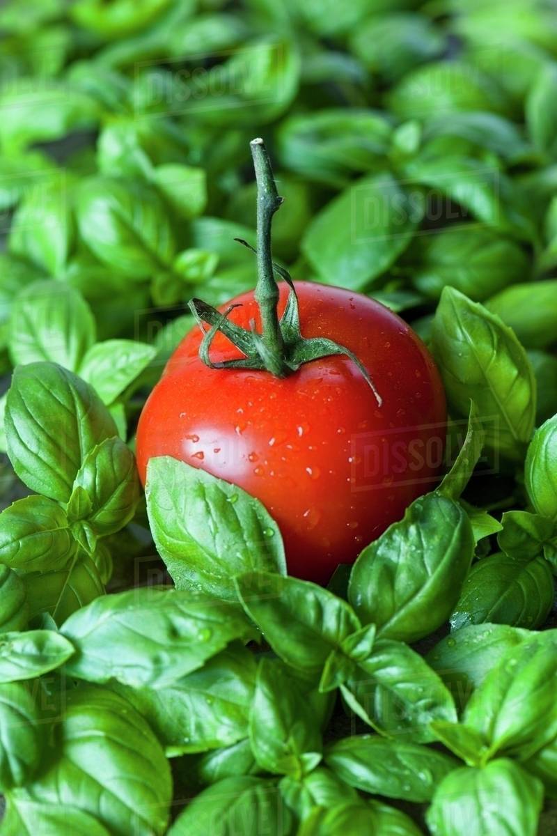 Fresh single tomato with a stem amongst basil leaves - Royalty-free ...