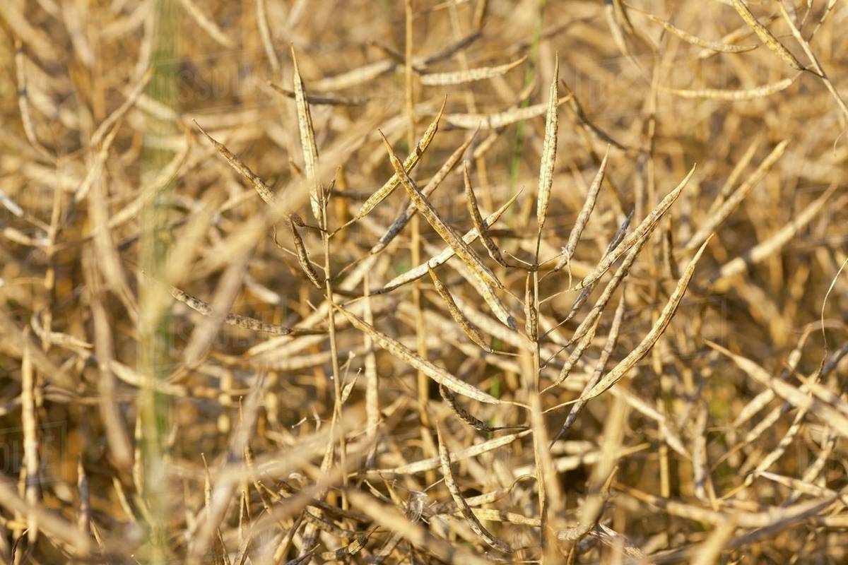 A field of rapeseed with rapeseed pods (section) - Stock Photo - Dissolve