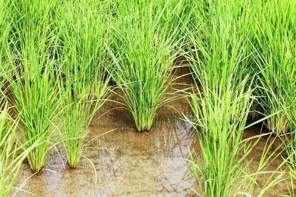 A field of rice (section) - Royalty-free Stock Photo | Dissolve