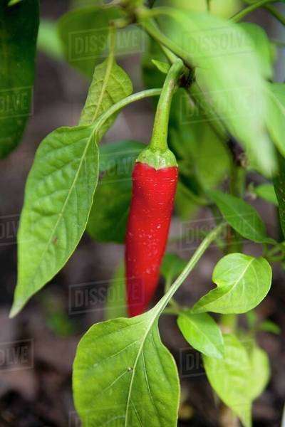 A red chilli on the plant in the garden - Royalty-free Stock Photo ...