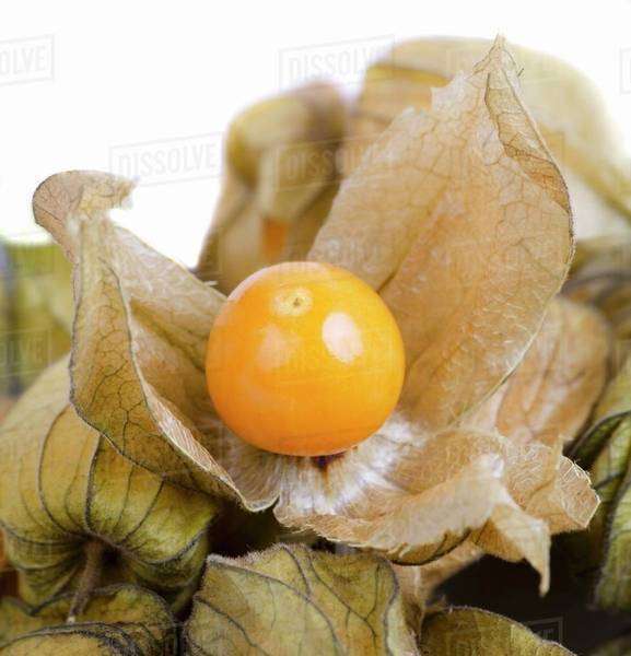 Physalis with husk (close-up) - Royalty-free Stock Photo | Dissolve