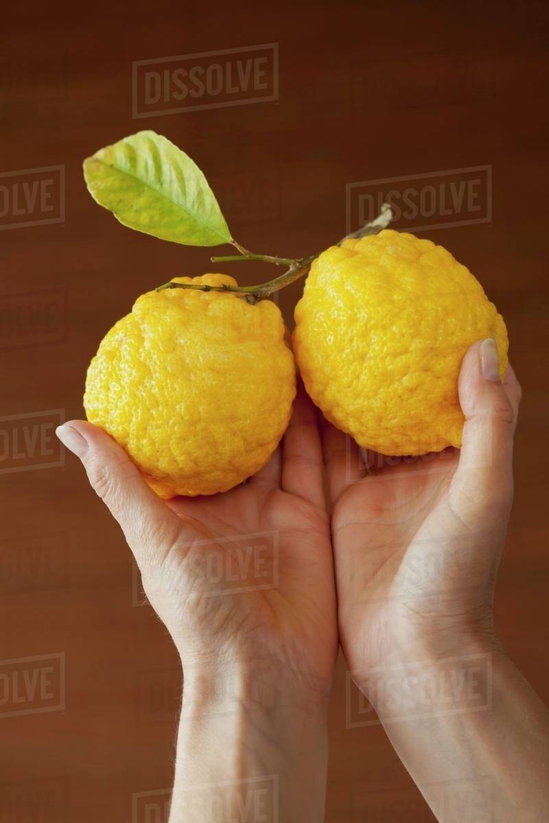 Hands holding two lemons - Stock Photo - Dissolve