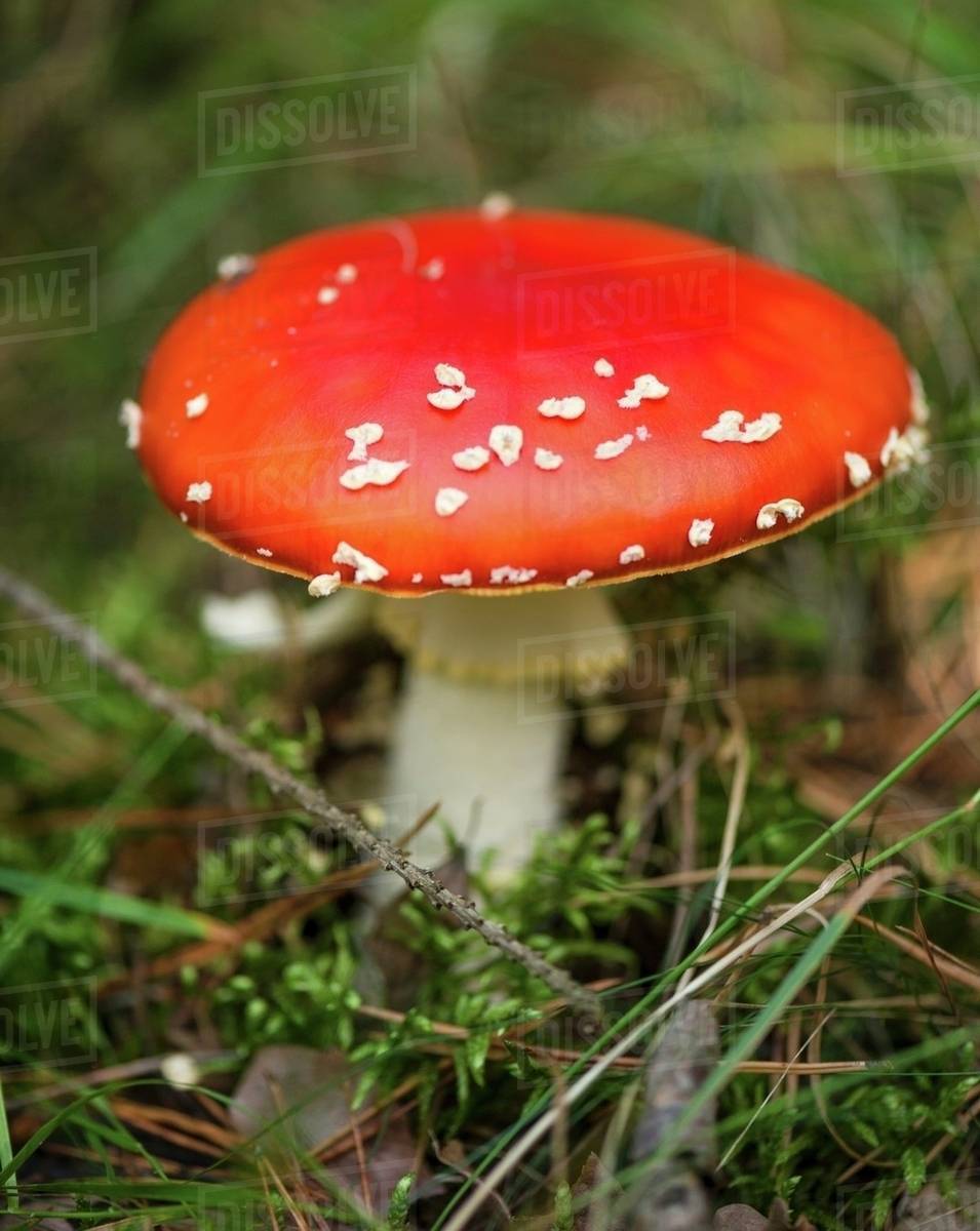 A toadstool in the forest (close-up) - Royalty-free Stock Photo | Dissolve