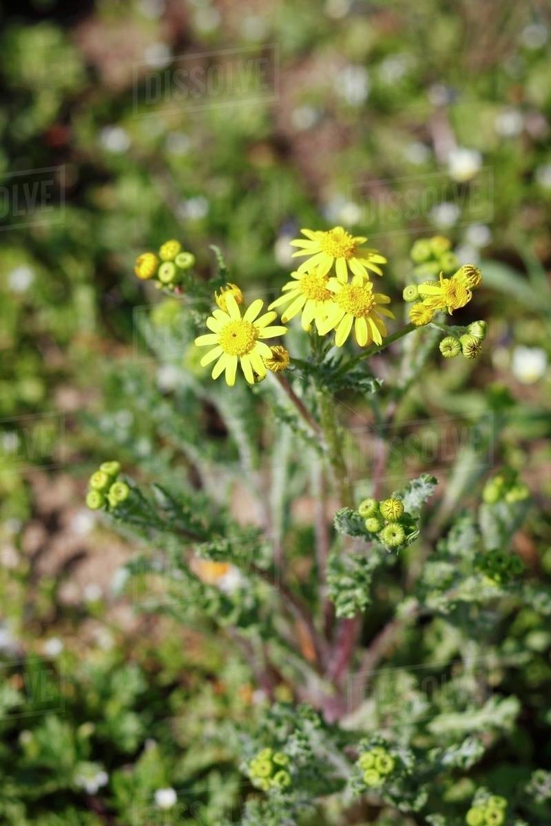 Eastern groundsel (Senecio vernalis) - Royalty-free Stock Photo | Dissolve
