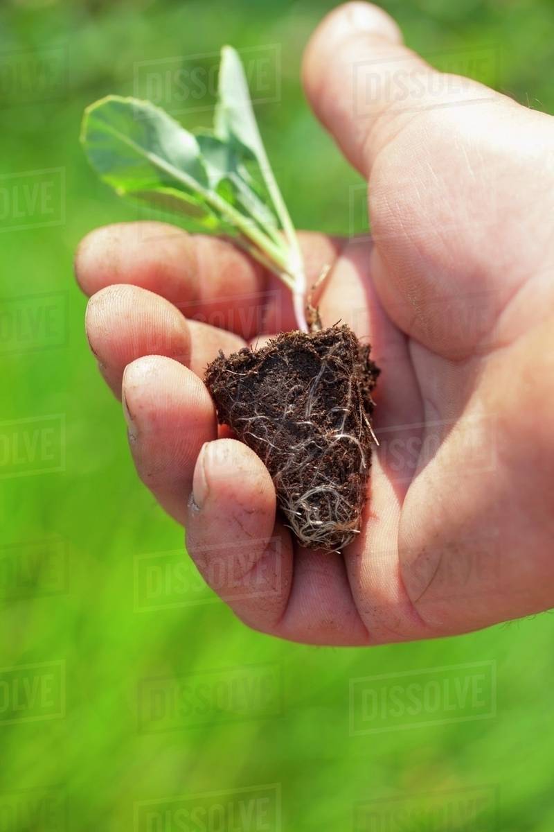 A hand holding a little seedling - Royalty-free Stock Photo | Dissolve