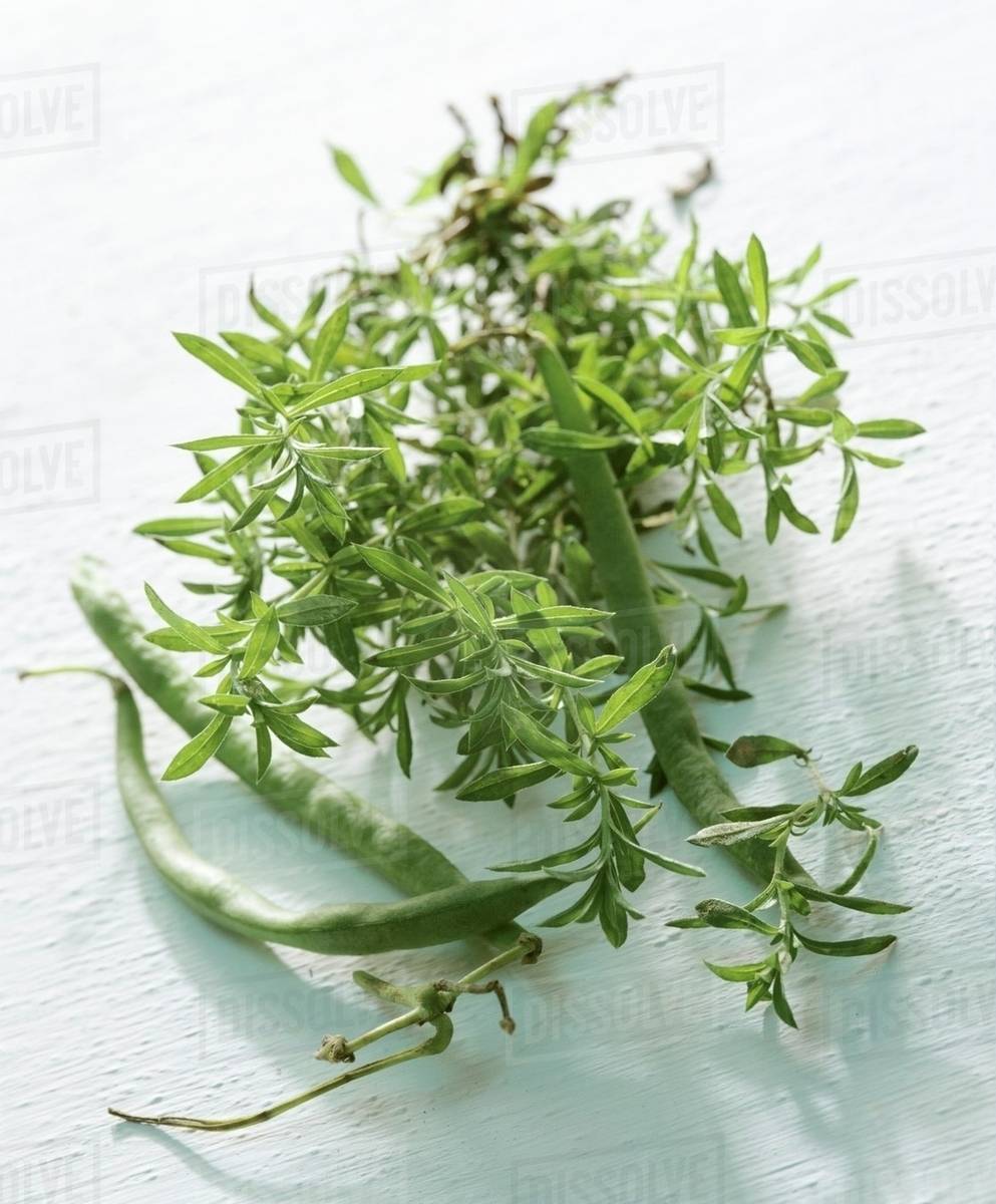 Fresh savory - Royalty-free Stock Photo | Dissolve