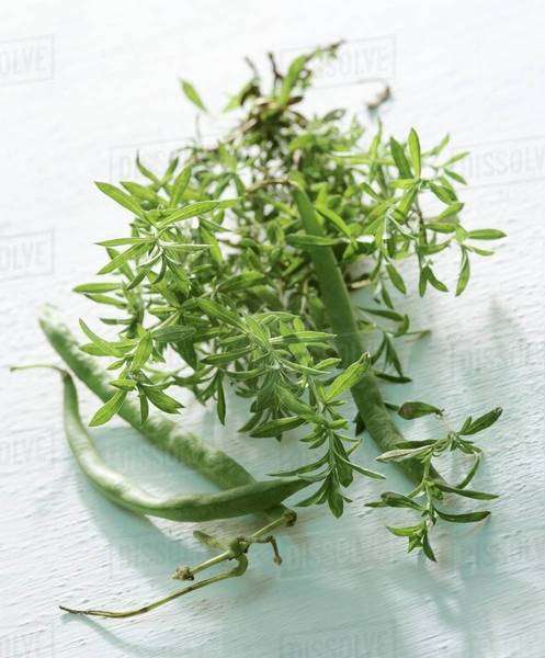 Fresh savory - Royalty-free Stock Photo | Dissolve