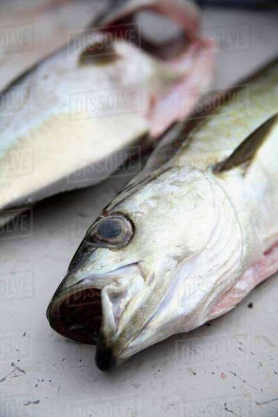 Fresh coalfish - Royalty-free Stock Photo | Dissolve