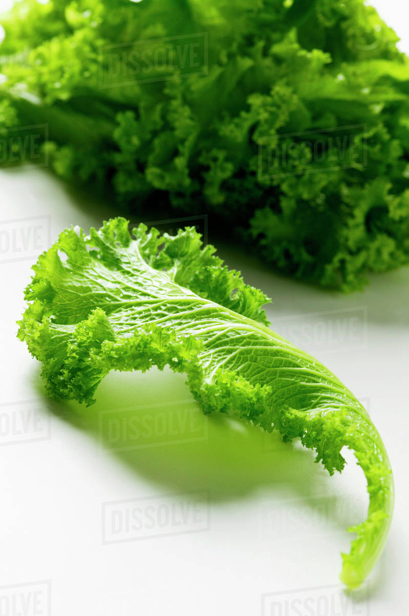 Mustard greens with curly leaves - Royalty-free Stock Photo | Dissolve