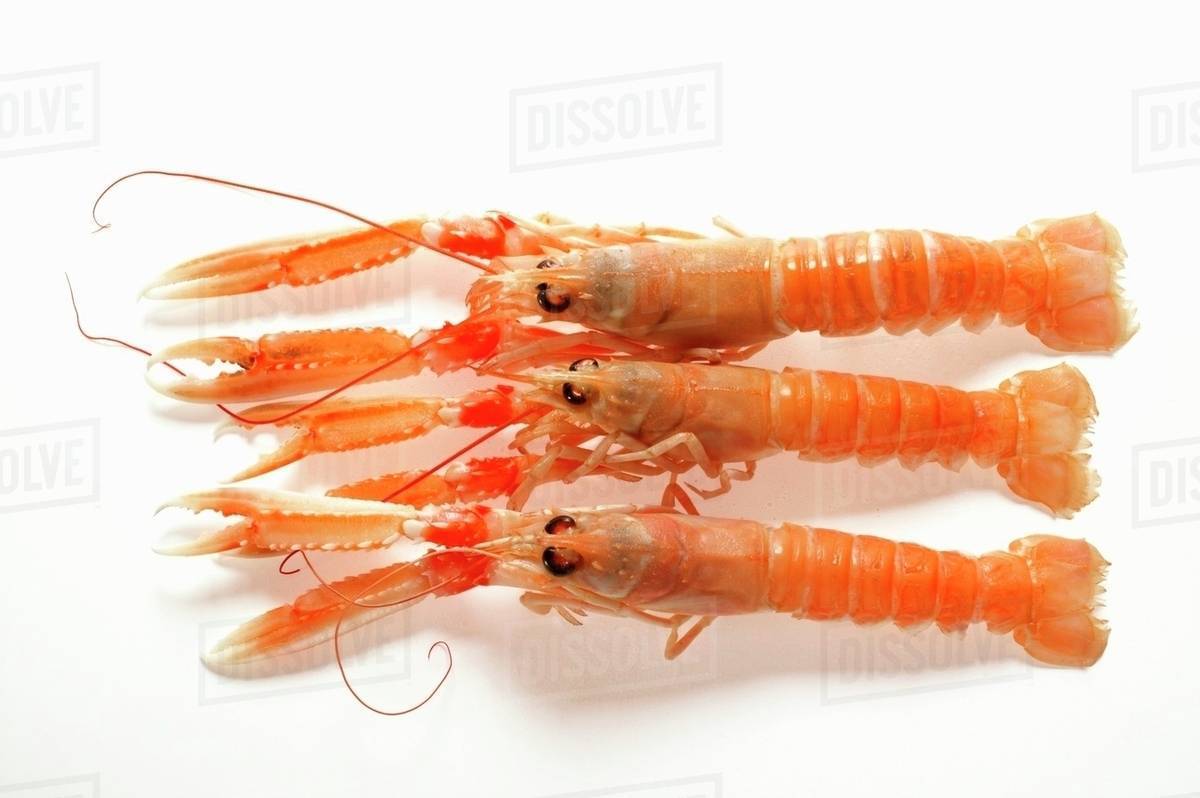 Scampi - Stock Photo - Dissolve