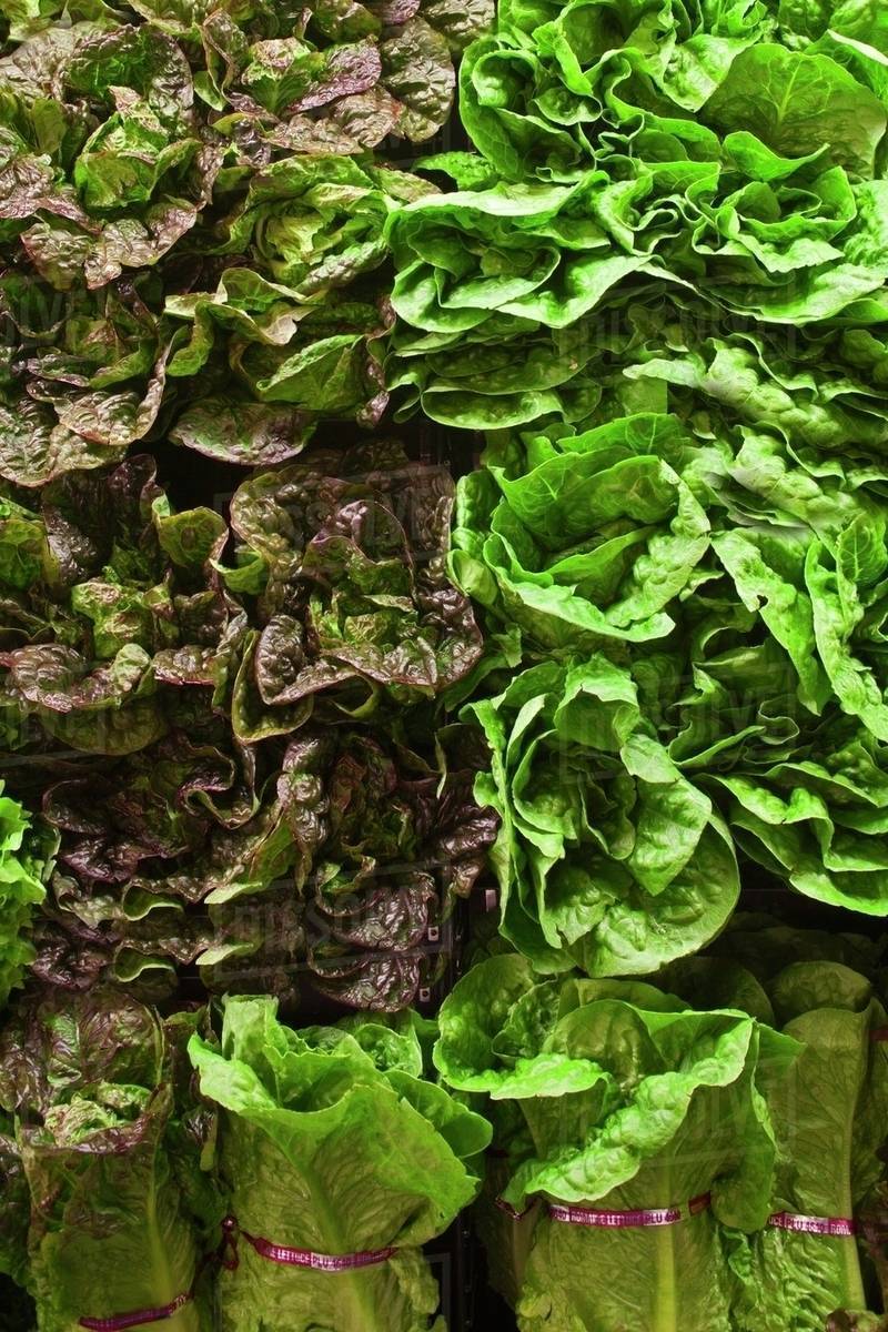 Assorted Lettuce at a Market - Royalty-free Stock Photo | Dissolve
