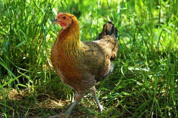 Hen in grass - Royalty-free Stock Photo | Dissolve